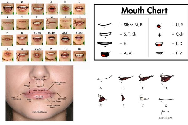 Squash and Stretch Principle – Cristina Teaching Art