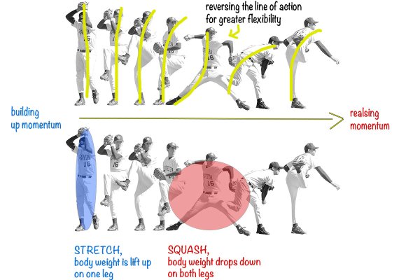 Squash and Stretch Principle – Cristina Teaching Art